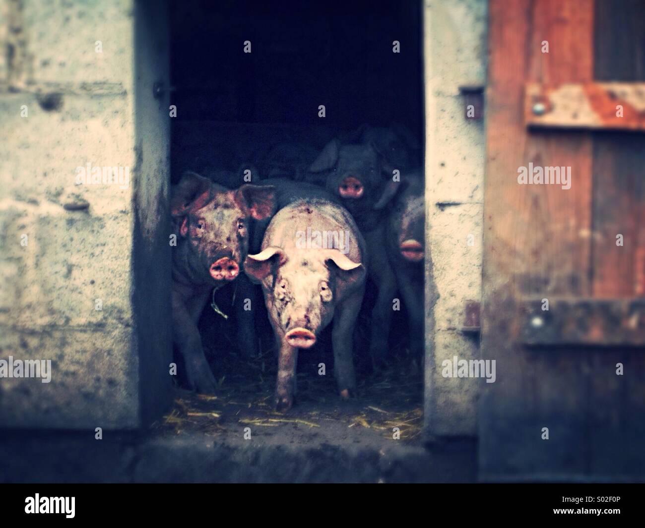 Scared pig hi-res stock photography and images - Alamy