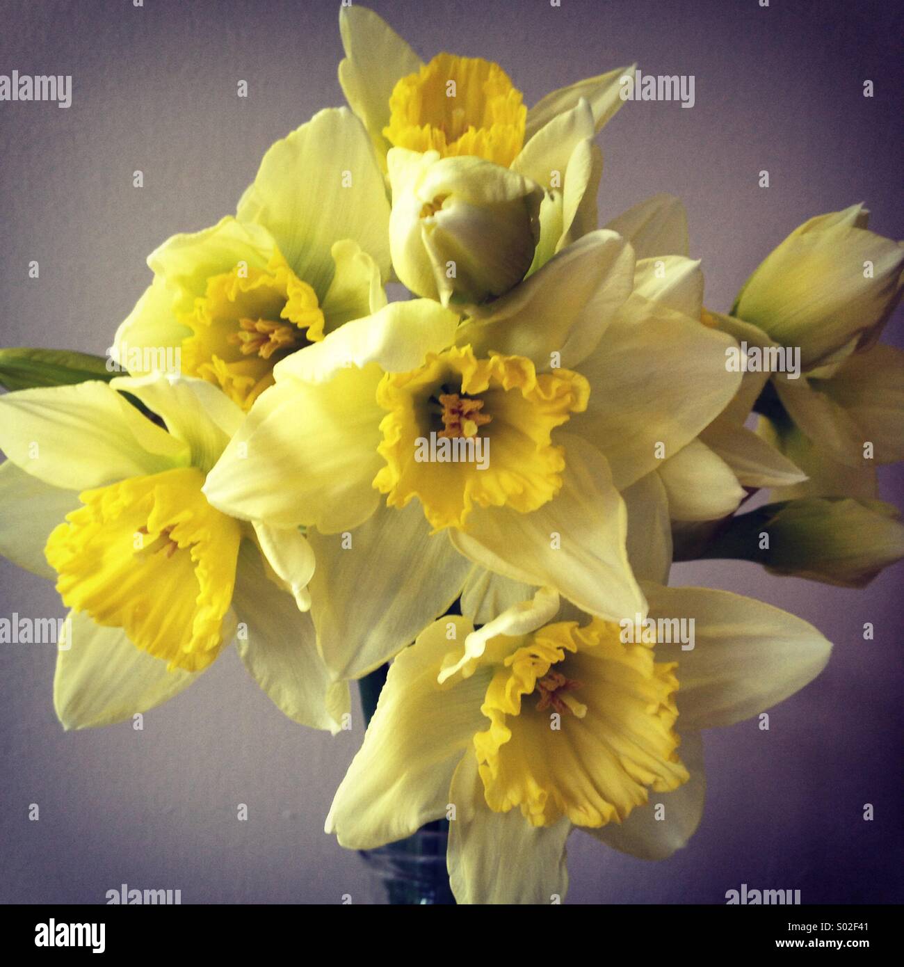 Daffs hi-res stock photography and images - Alamy
