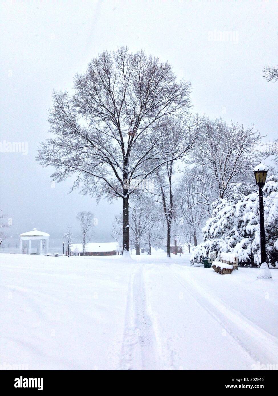 Snow park trees hi-res stock photography and images - Alamy
