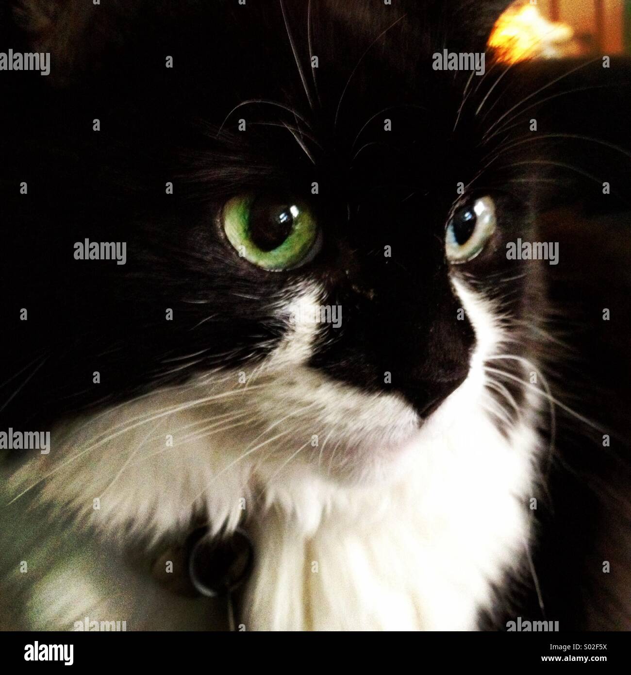 Startled cat hi-res stock photography and images - Alamy