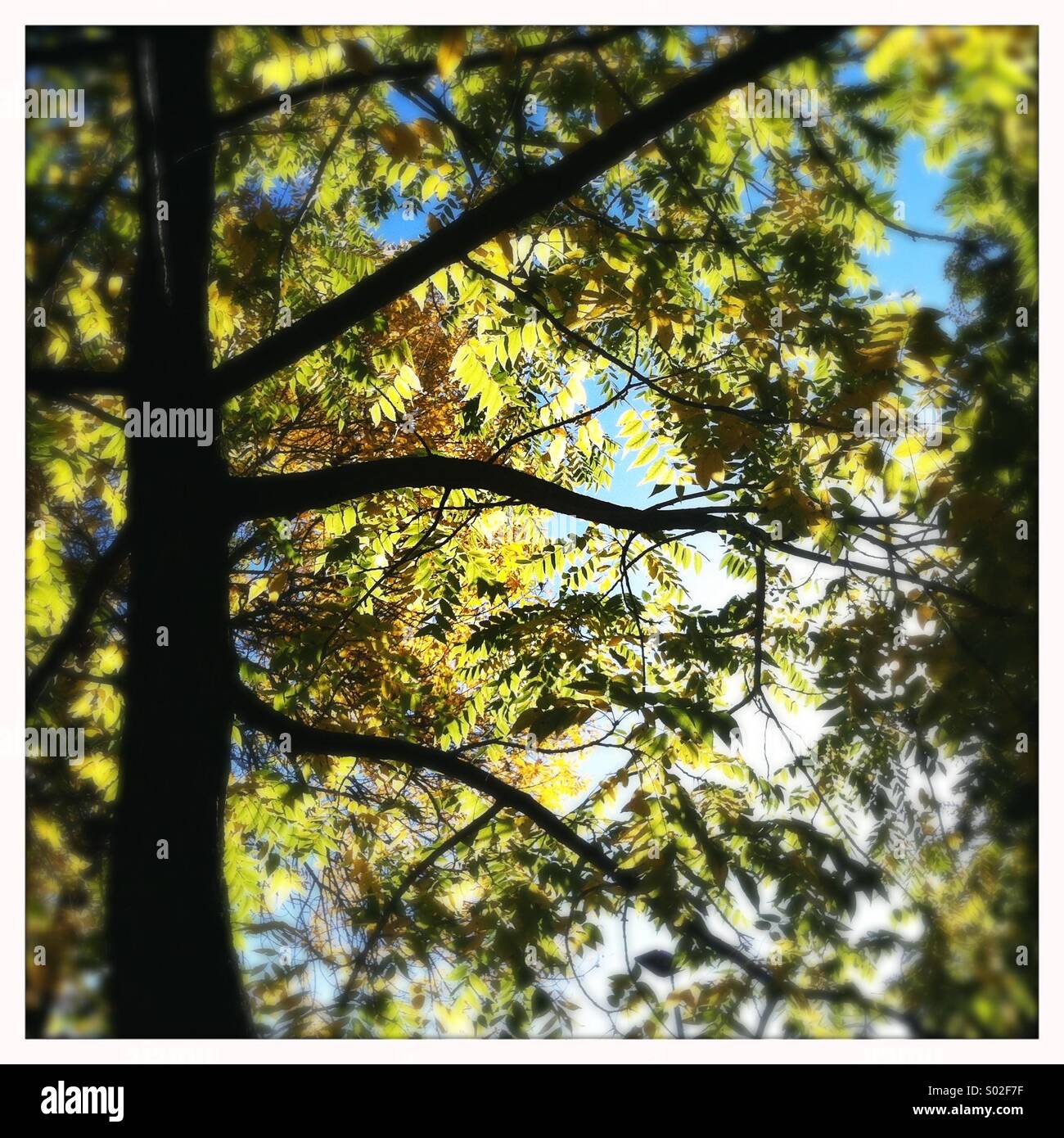 Tree in Autumn Stock Photo - Alamy