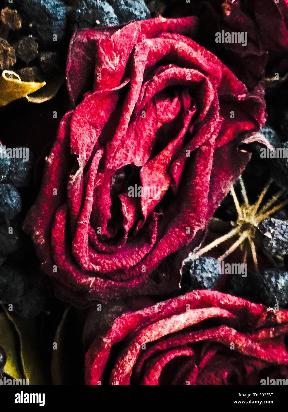 Close up of dried red rose Stock Photo - Alamy
