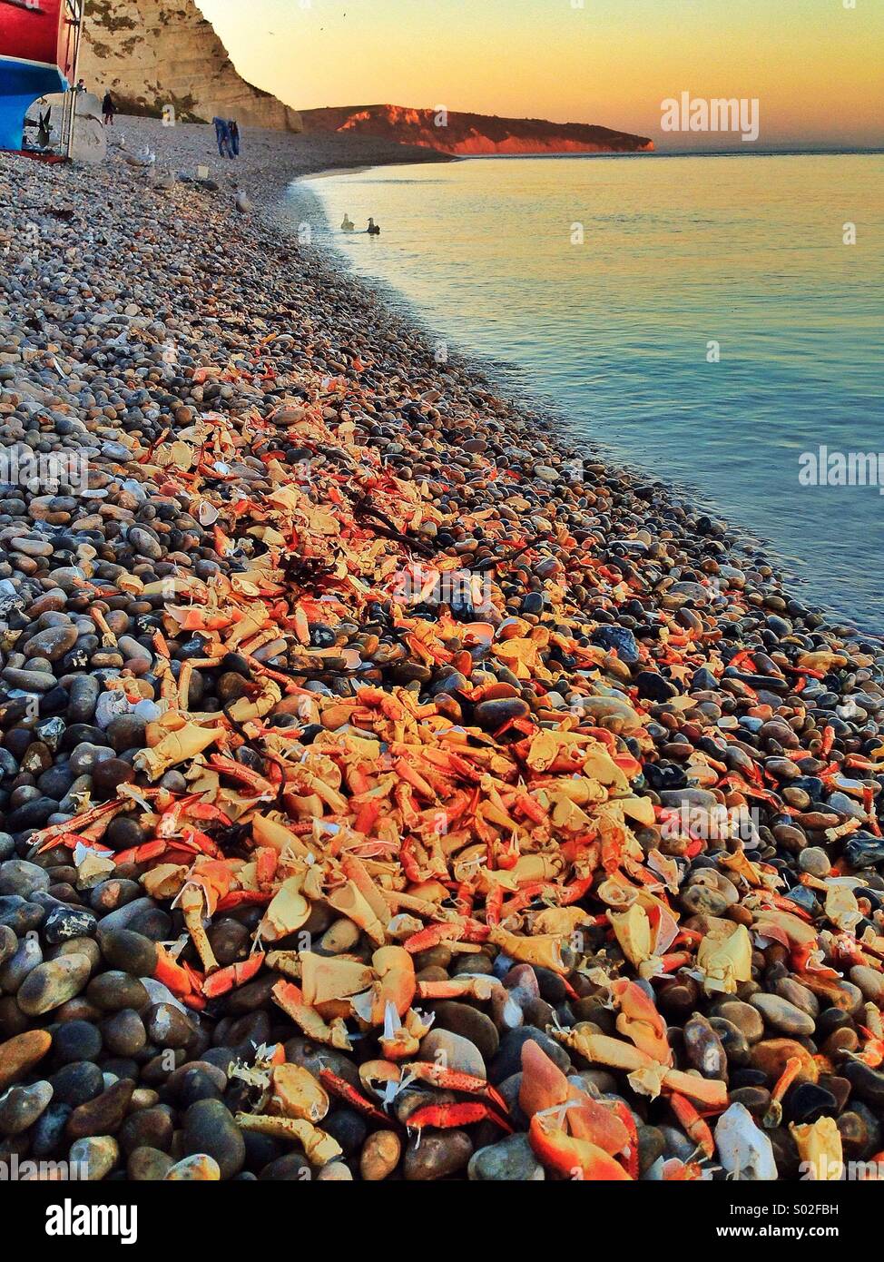 Crab shells on the beach at Beer, Devon, England Stock Photo - Alamy