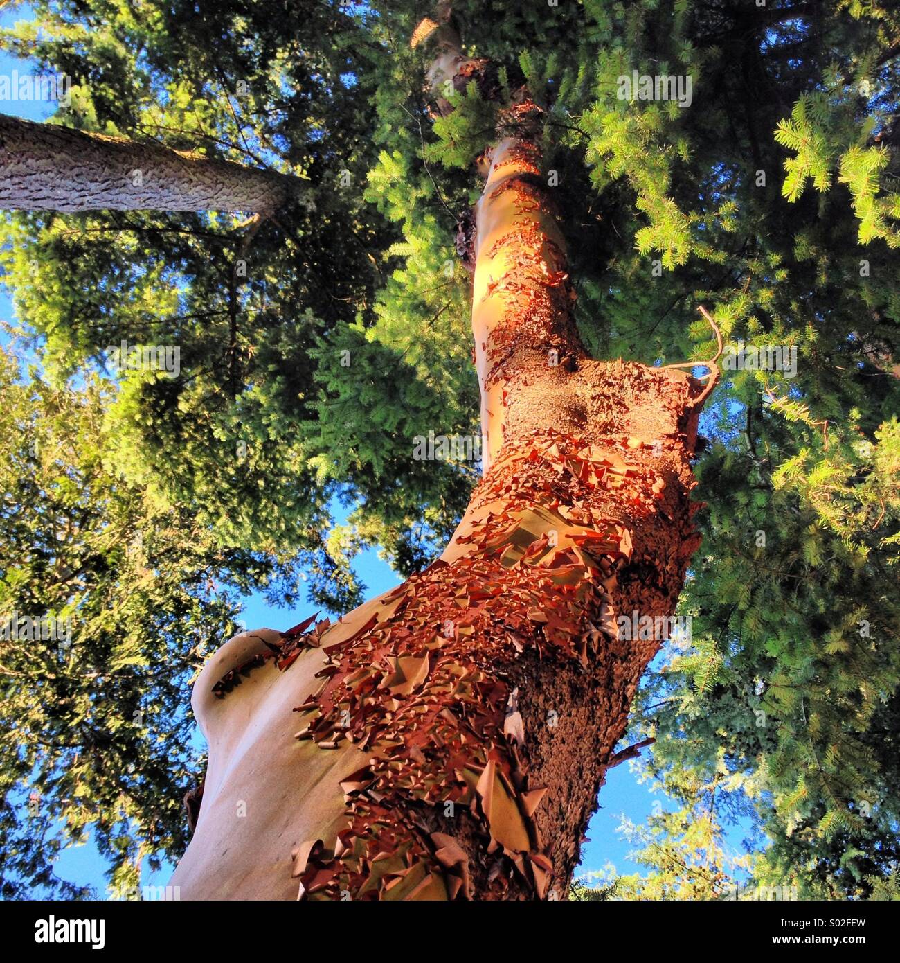 Skin of the tree hi-res stock photography and images - Alamy