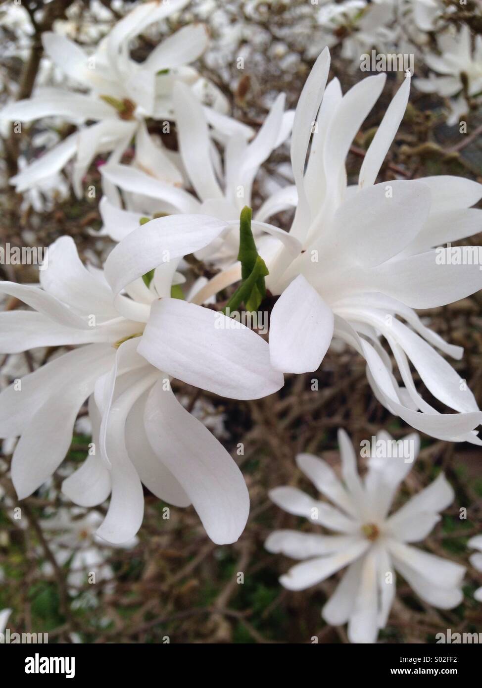 White dancing springtime petals Stock Photo - Alamy
