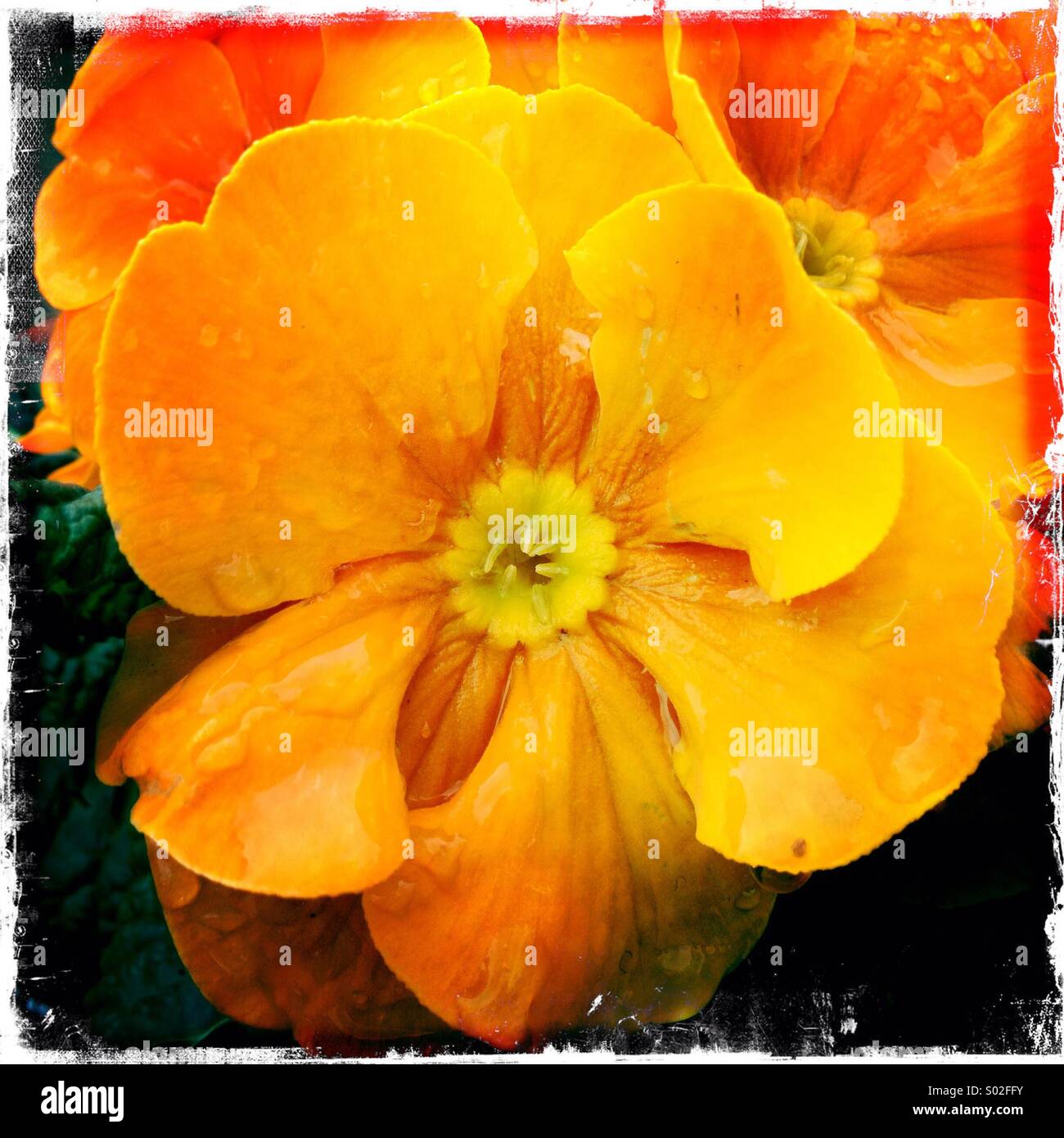Ora gr hi-res stock photography and images - Alamy