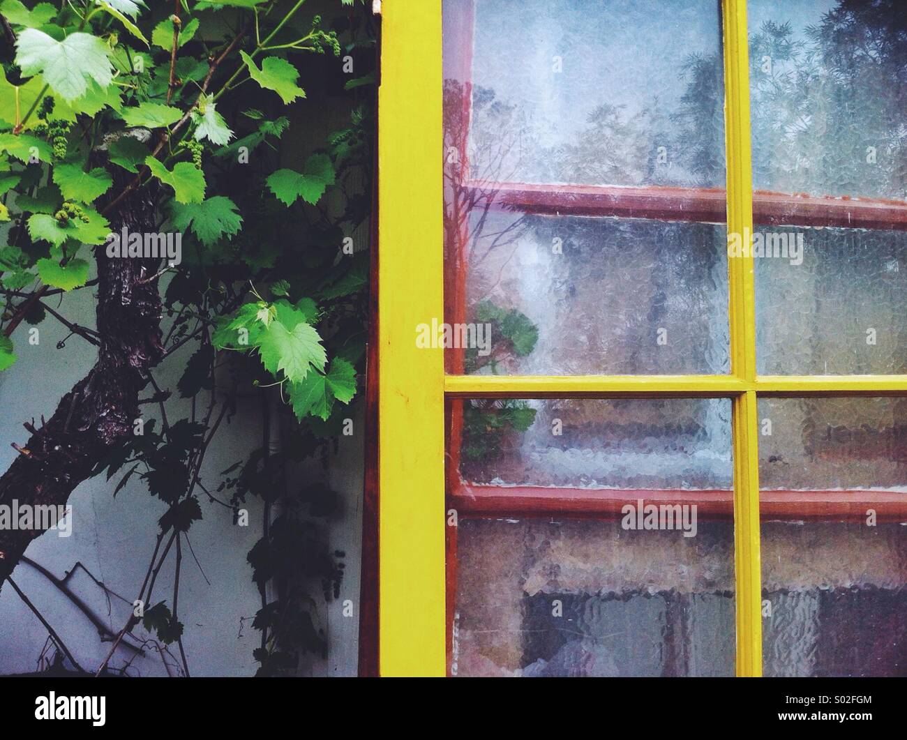 Vine window hi-res stock photography and images - Alamy