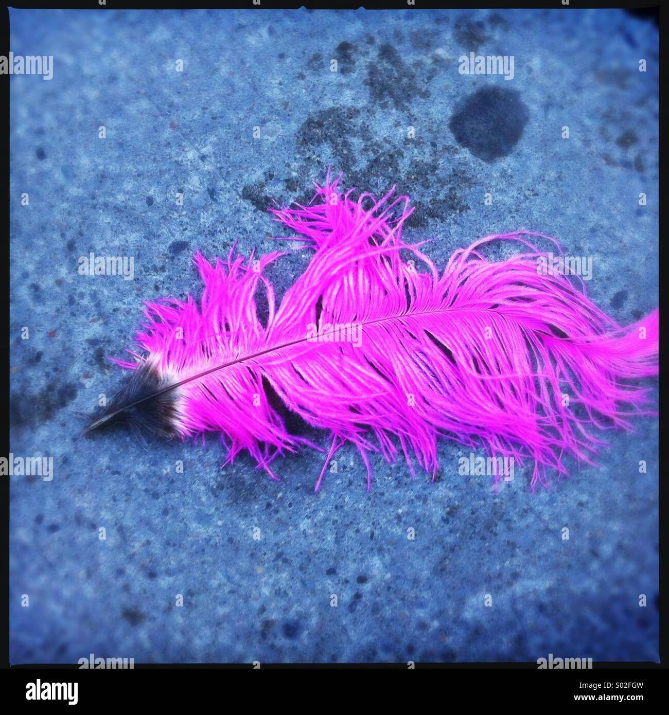 Pink feather on pavement Stock Photo - Alamy