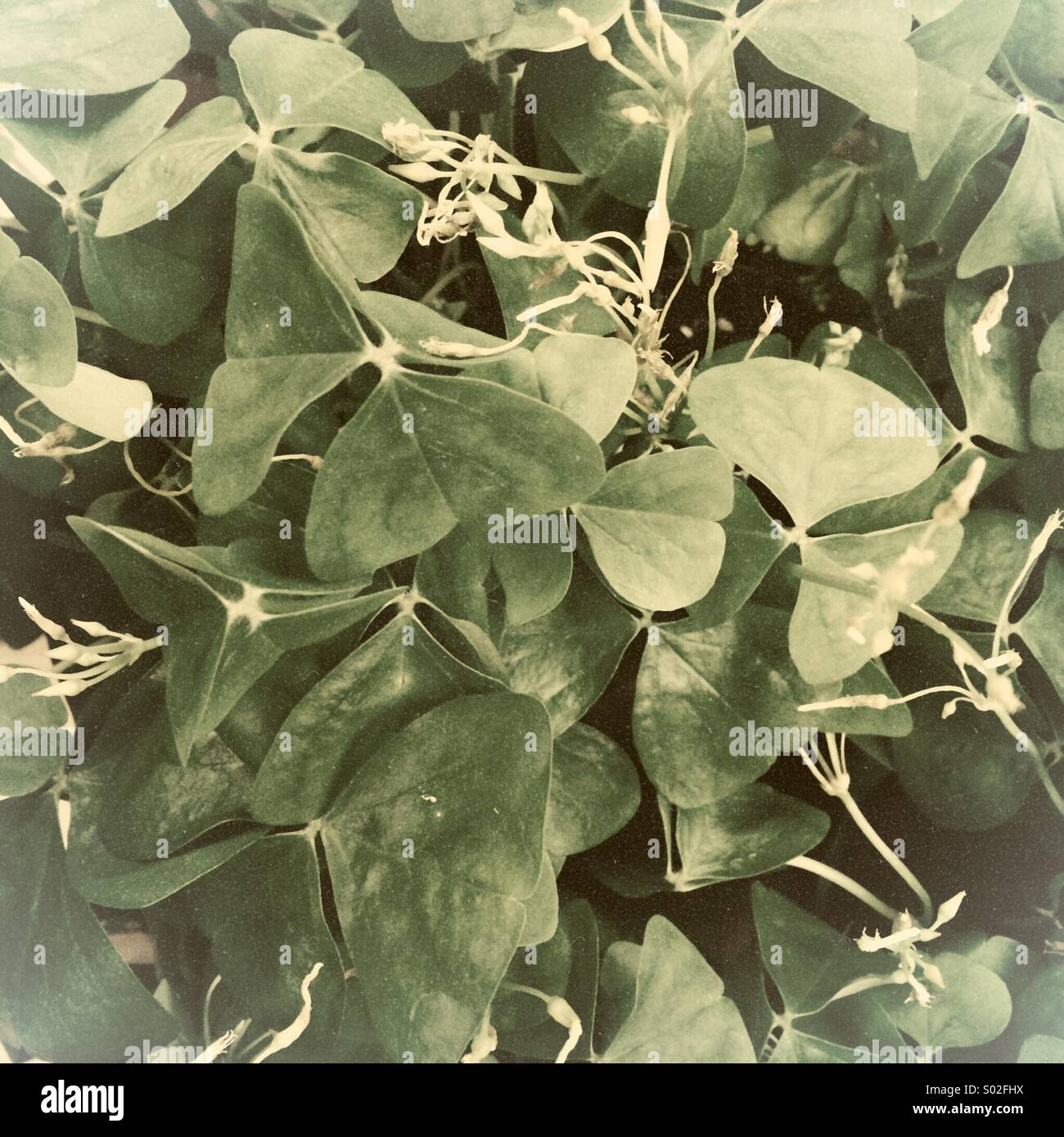 Shamrock hi-res stock photography and images - Alamy