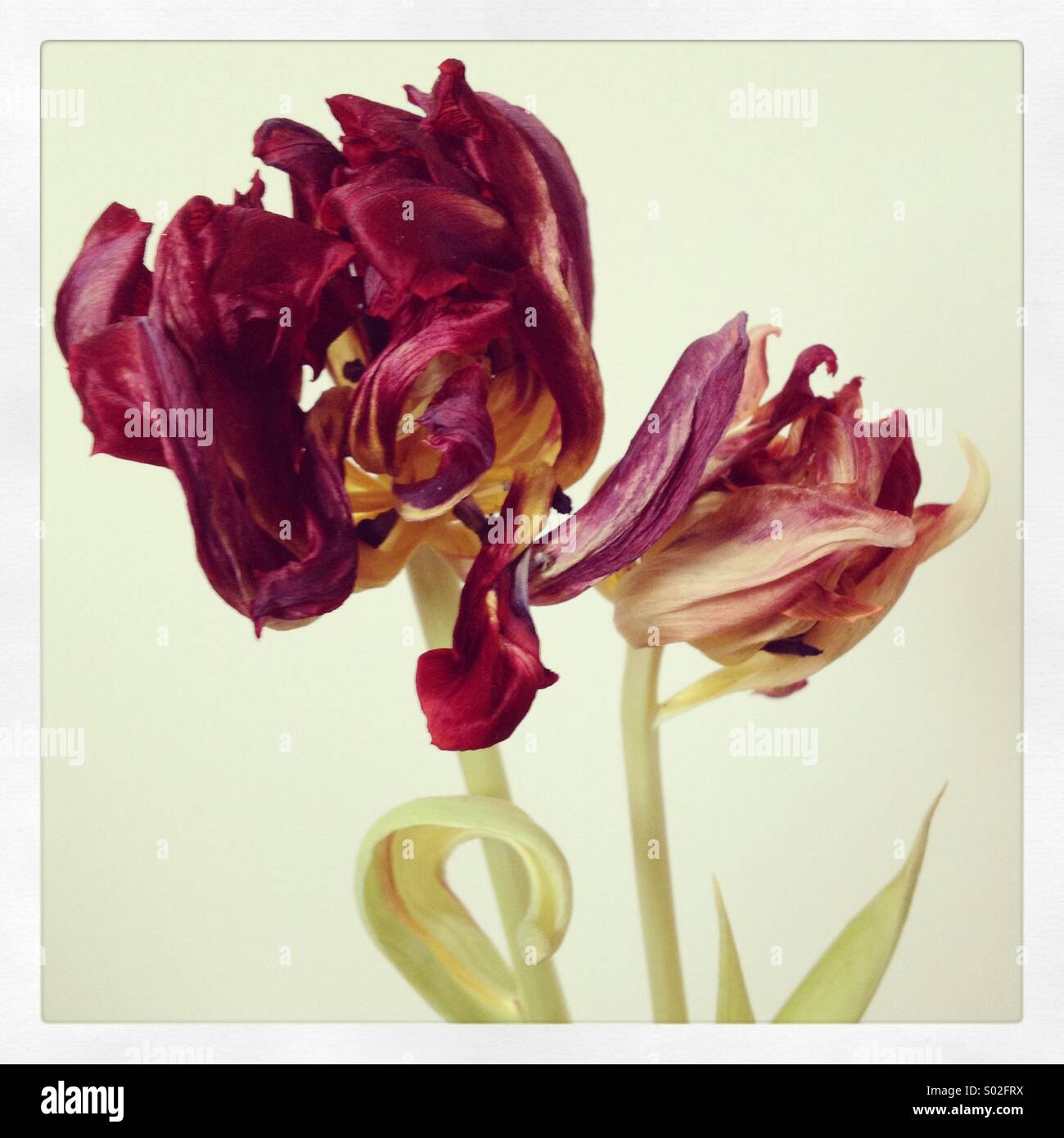 Flower decay hi-res stock photography and images - Alamy
