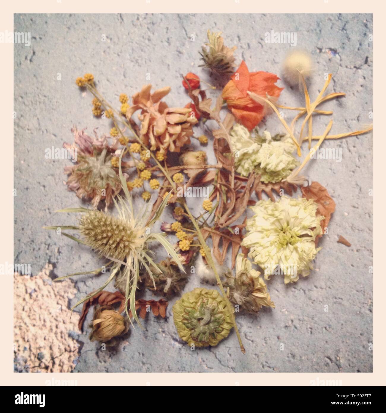 Decaying flowers hi-res stock photography and images - Alamy