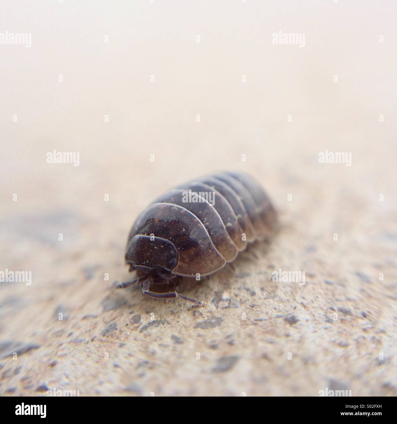 Potato Bug Stock Photos & Potato Bug Stock Images - Alamy