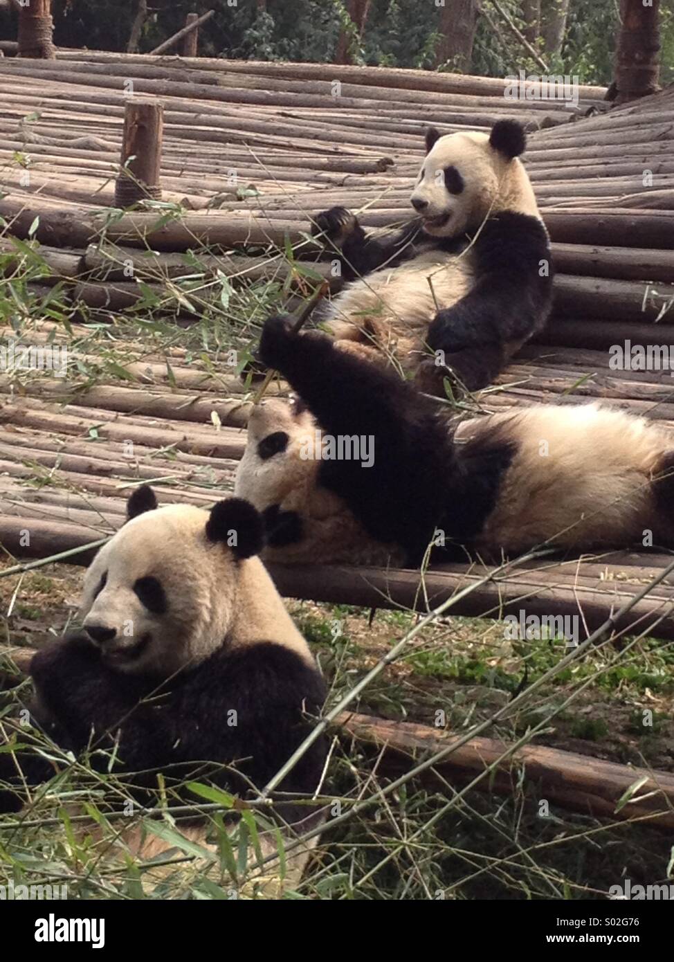 Pandas eating bamboo hi-res stock photography and images - Alamy