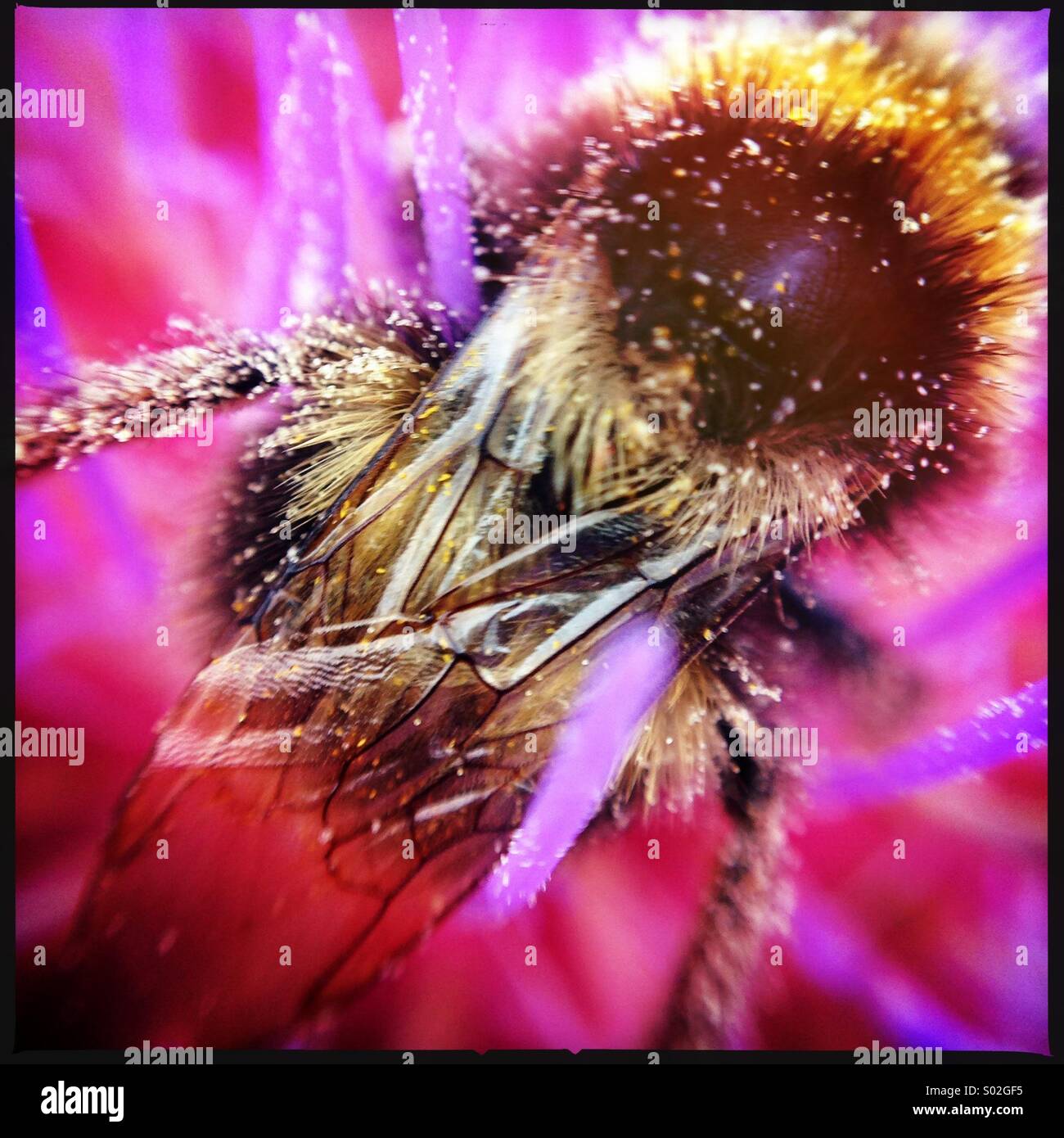 Macro photograph of a bee Stock Photo - Alamy