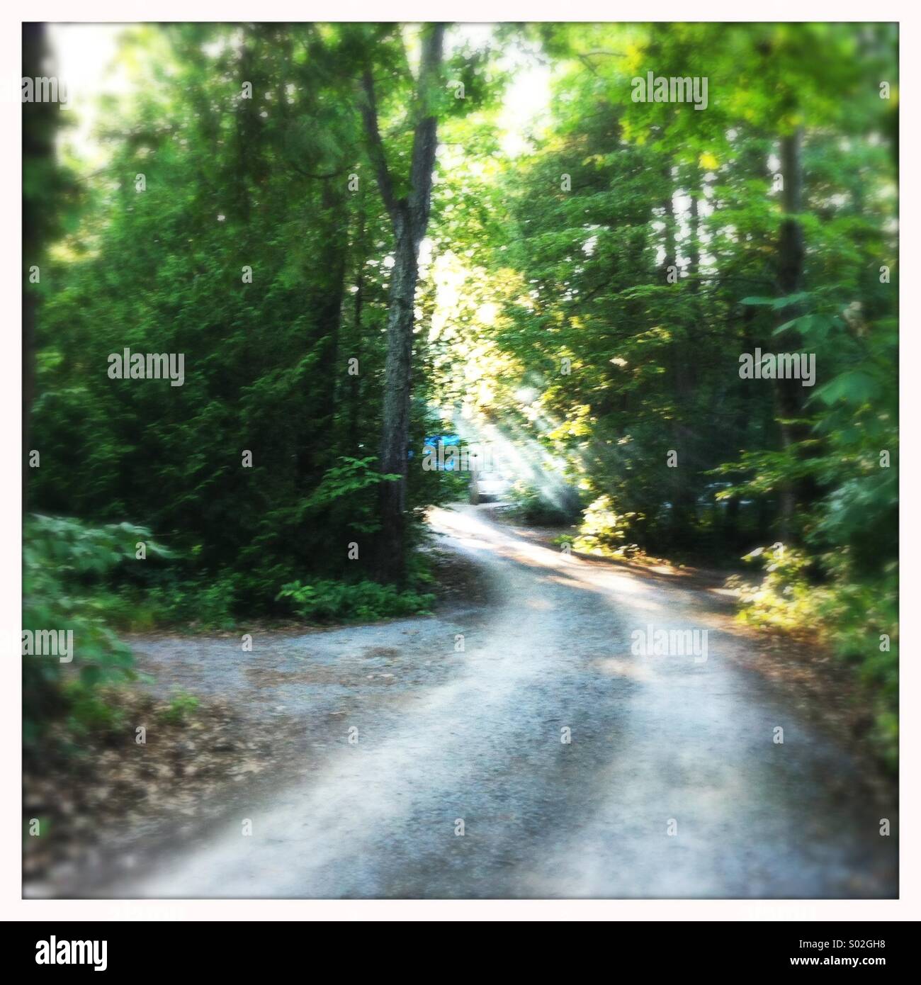 Path through forest Stock Photo - Alamy