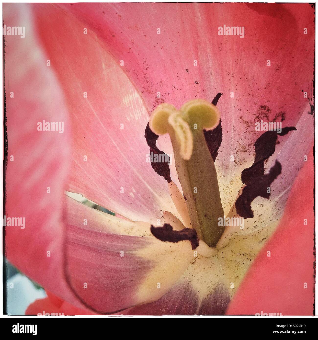 Tulip flower close up pistil stamen bright fucsia isolated Stock Photo - Alamy