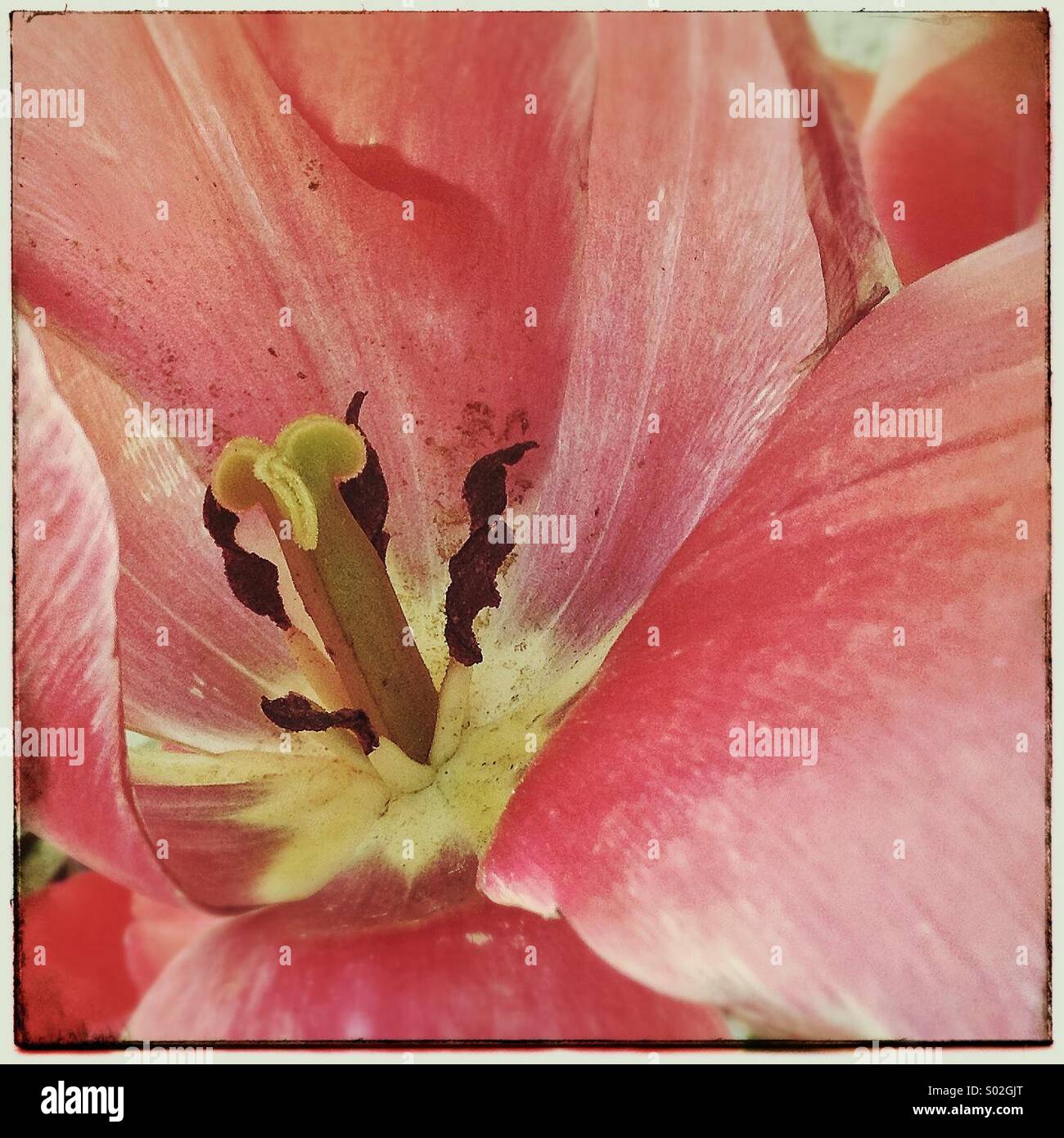 Tulip stamen pistil macro hi-res stock photography and images - Alamy