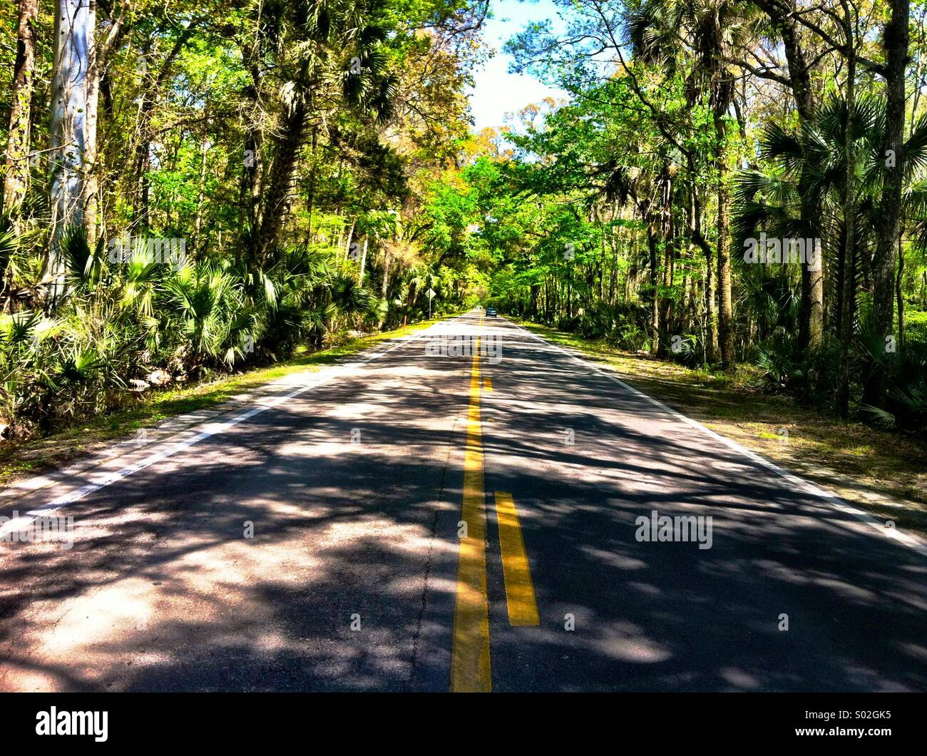 Tree covered road Stock Photo - Alamy