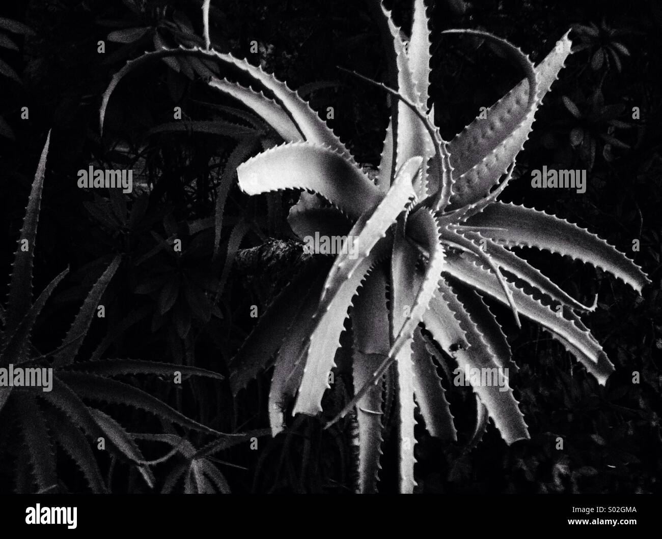Black and white aloe vera hi-res stock photography and images - Alamy