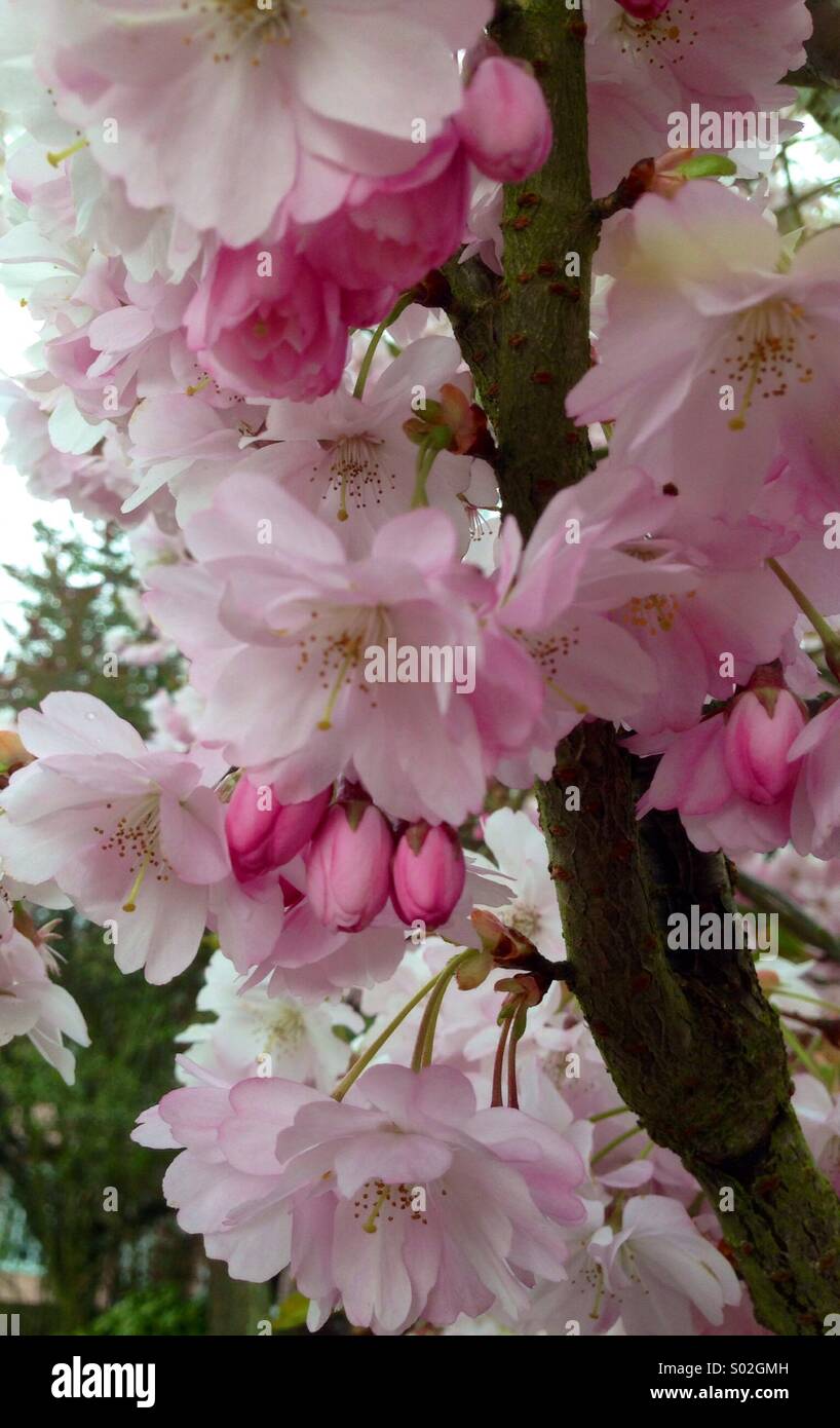 Pink and white spring cherry blossom on cherry tree branch Stock Photo ...