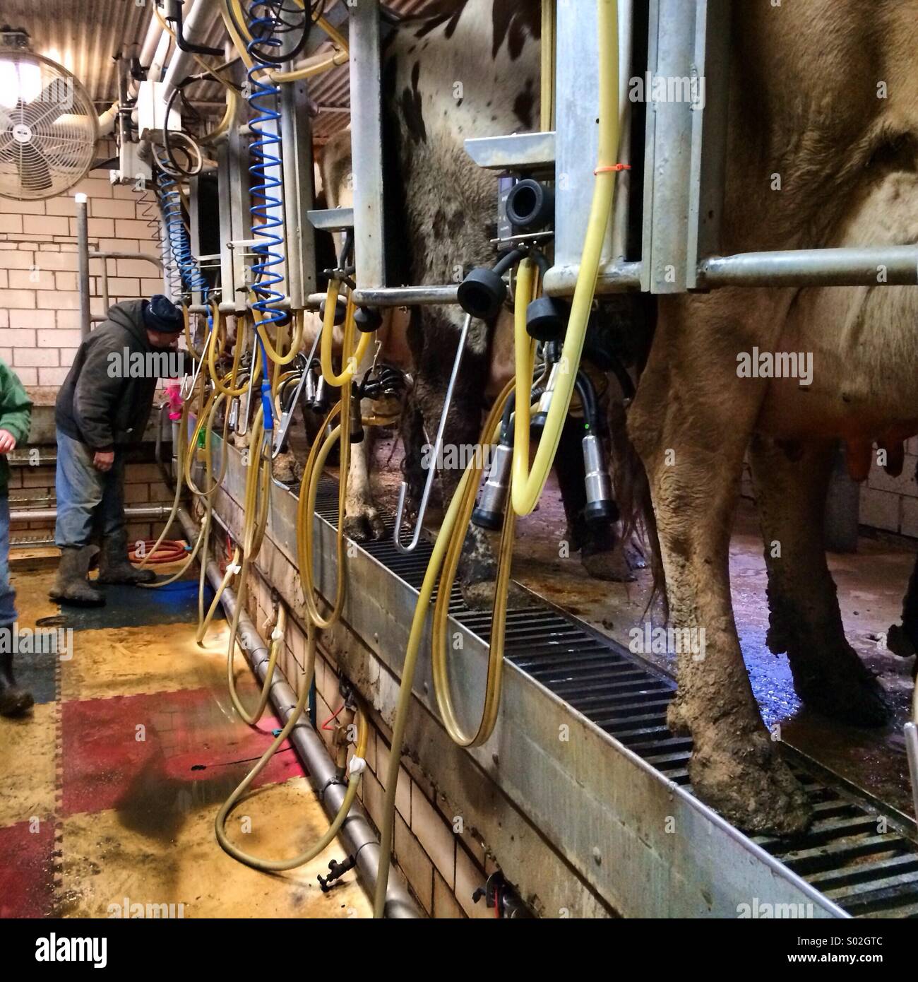 Farmer milking cows Stock Photo - Alamy