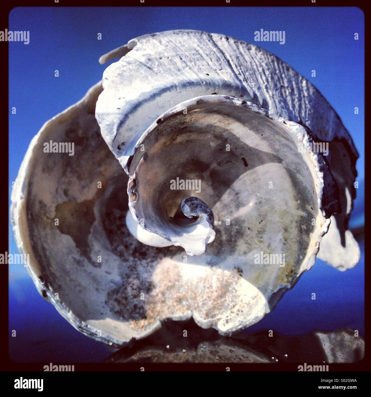 Whelk Seashells High Resolution Stock Photography and Images - Alamy