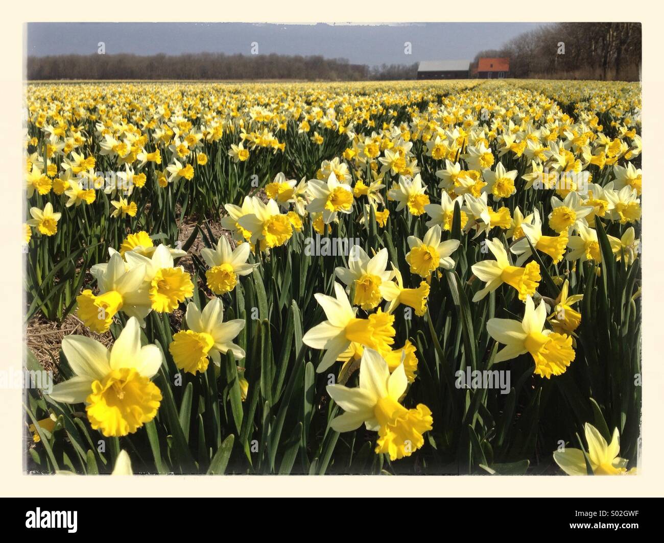 Daffodils field hi-res stock photography and images - Alamy