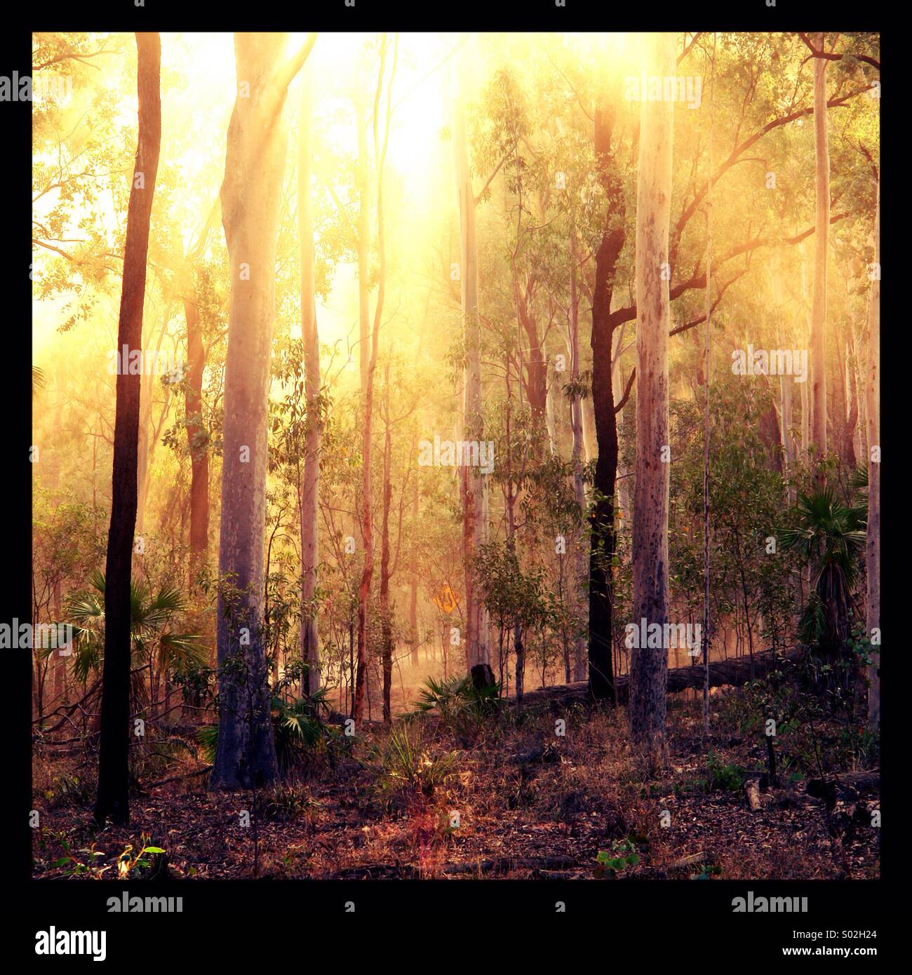 Australian bush land hi-res stock photography and images - Alamy