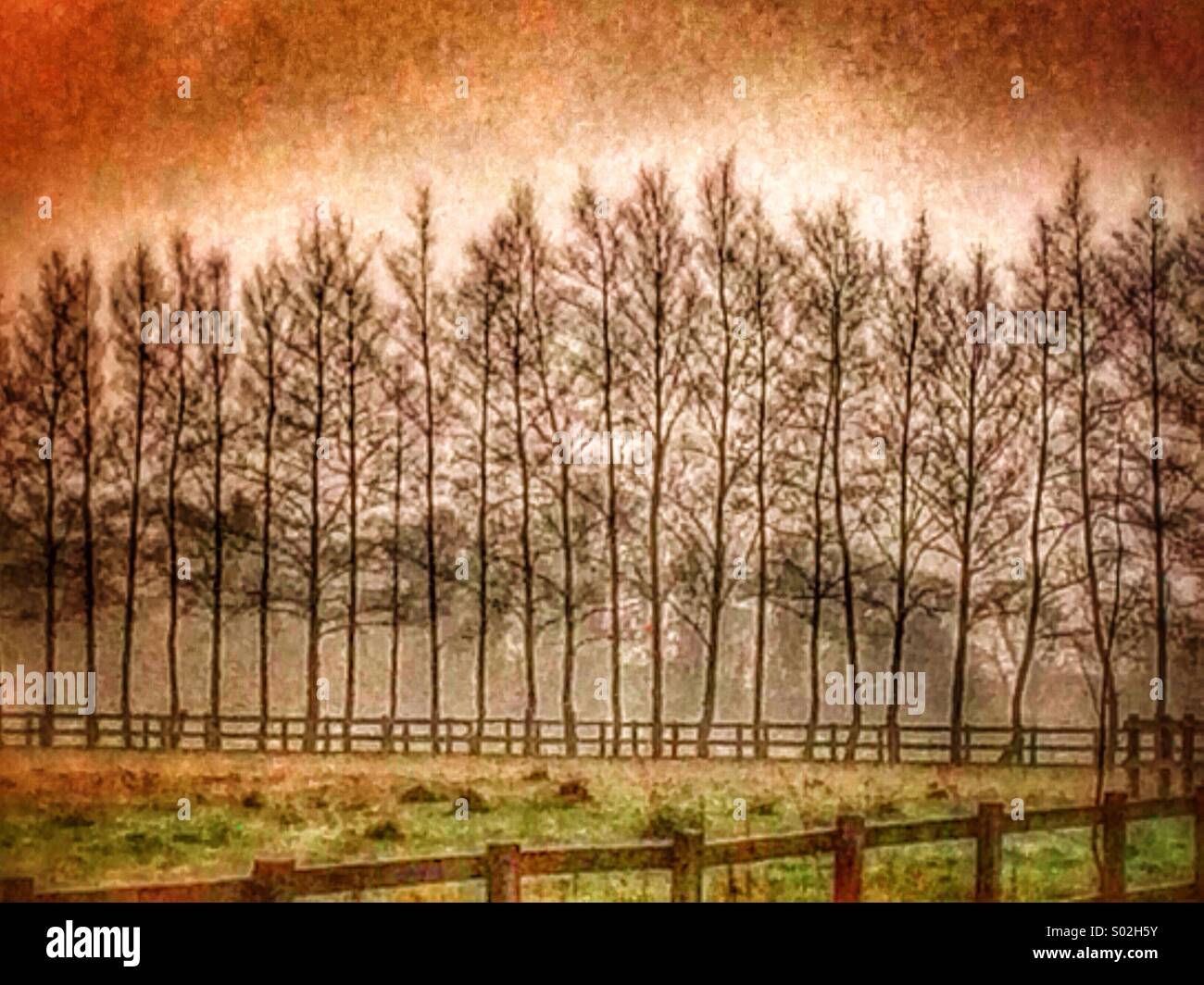 A line of Birch trees at sunset Stock Photo - Alamy