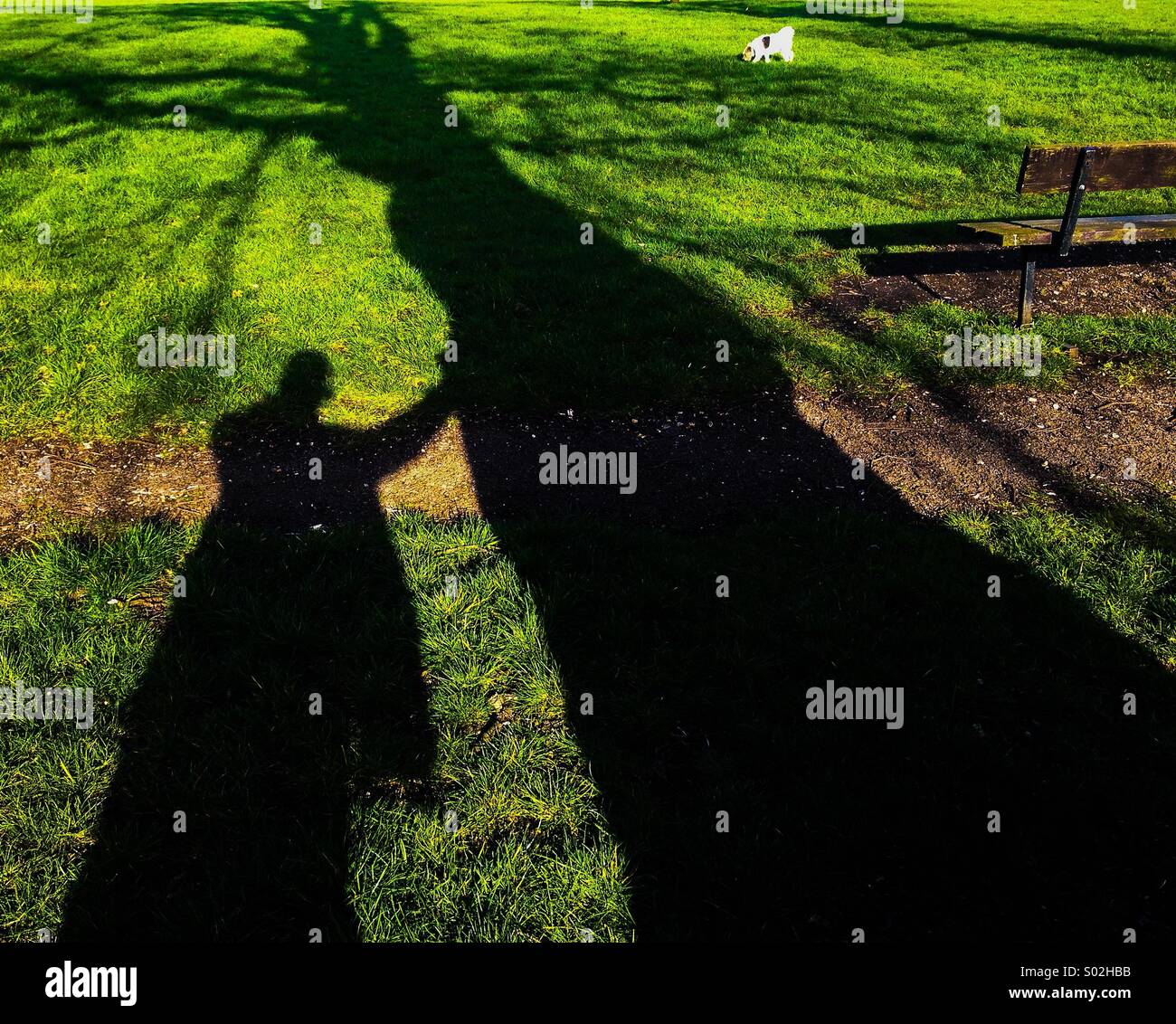 Shadow of man leaning against tree with dog in background and bench to ...