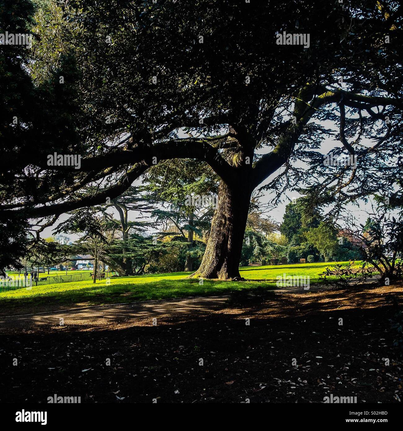 Cedar gardens hi-res stock photography and images - Alamy