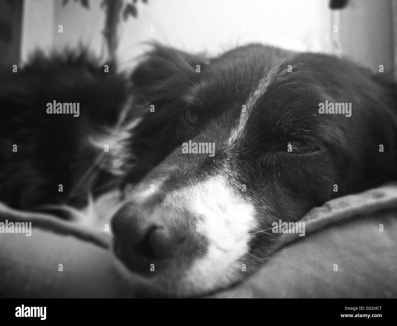 Sleepy dog hi-res stock photography and images - Alamy