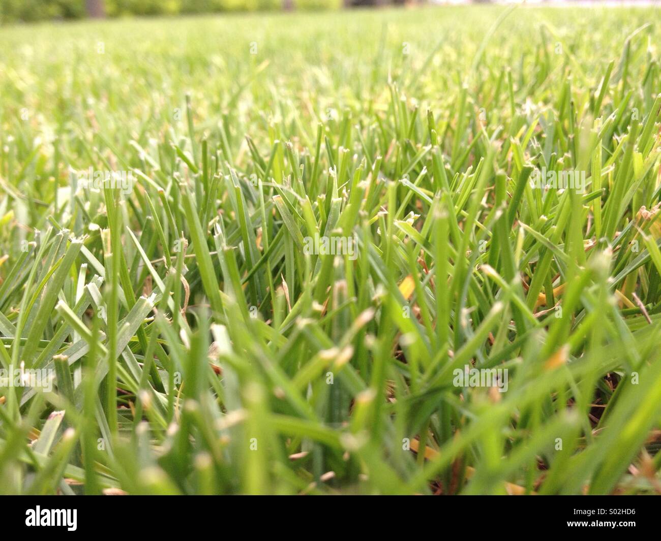 Short cut grass hi-res stock photography and images - Alamy