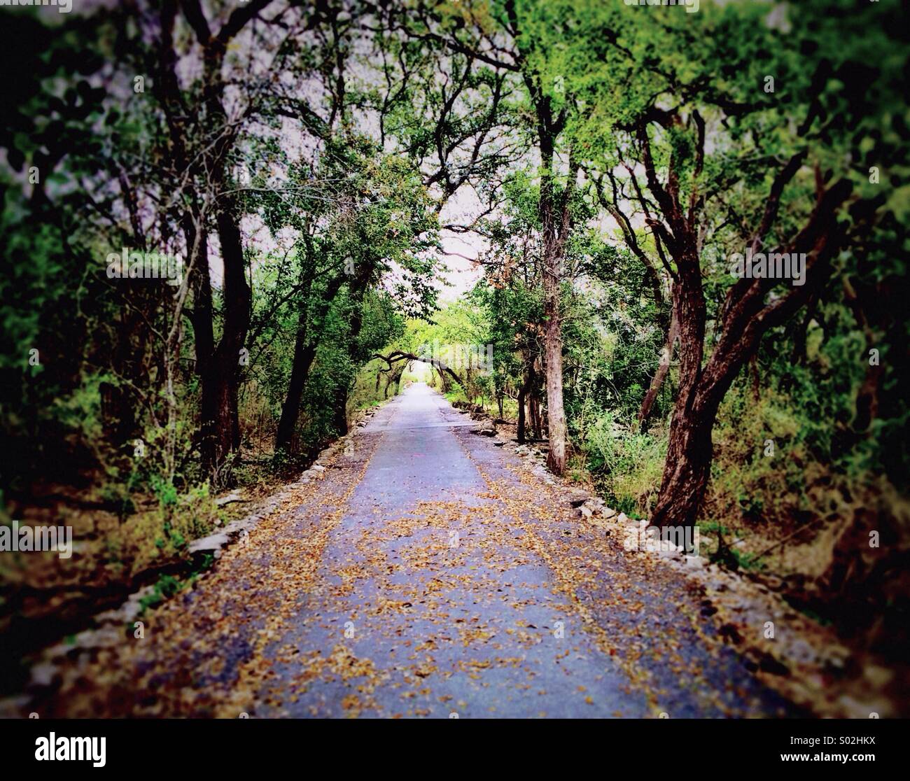 Walking trail forrest hi-res stock photography and images - Alamy