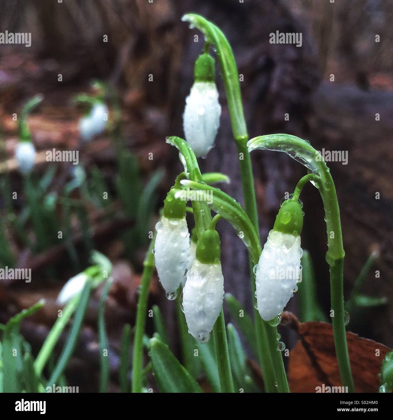 Spring Rain Stock Photos & Spring Rain Stock Images - Alamy