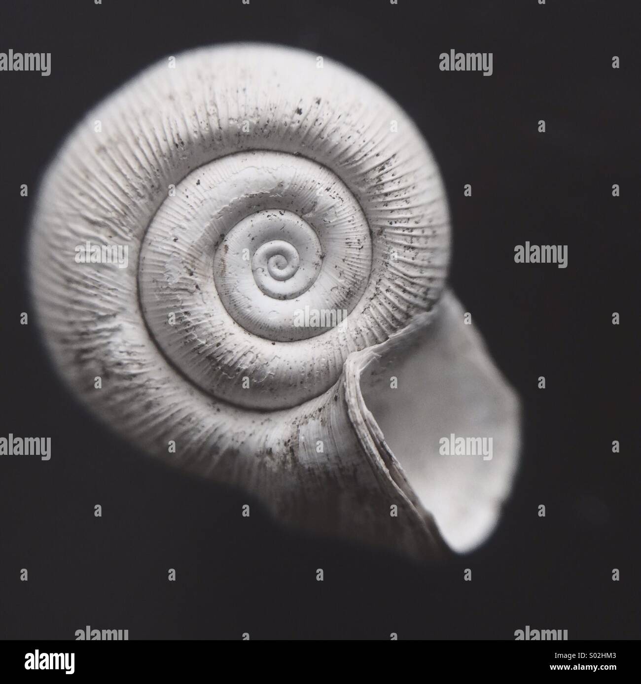 Circular shell hi-res stock photography and images - Alamy