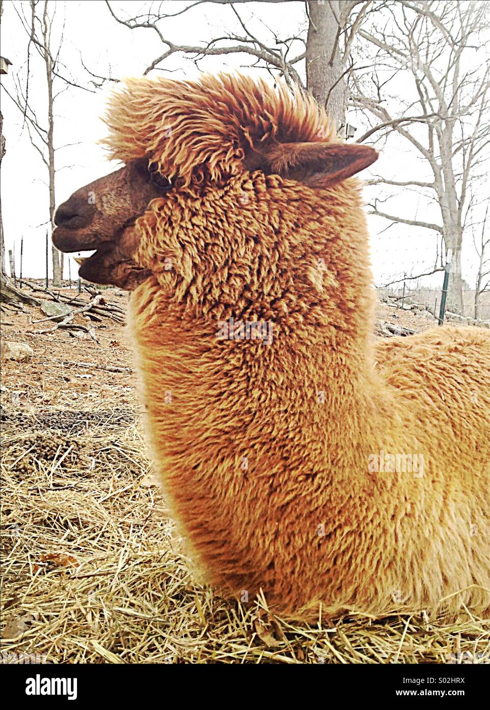 Brown alpaca sitting and eating, profile Stock Photo - Alamy