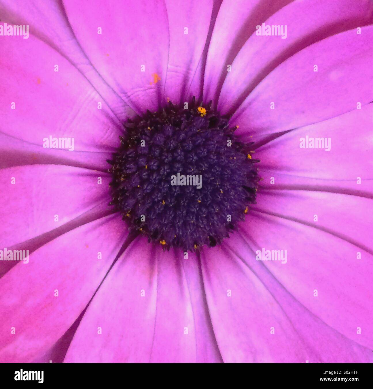 Close up of the center of a purple daisy Stock Photo - Alamy