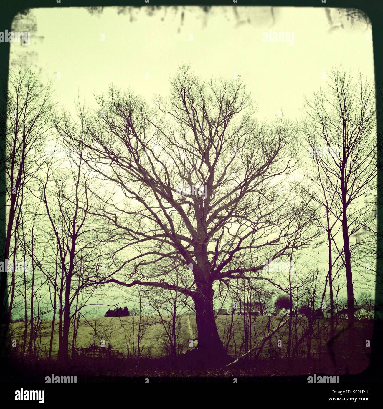 Giant oak tree hi-res stock photography and images - Alamy