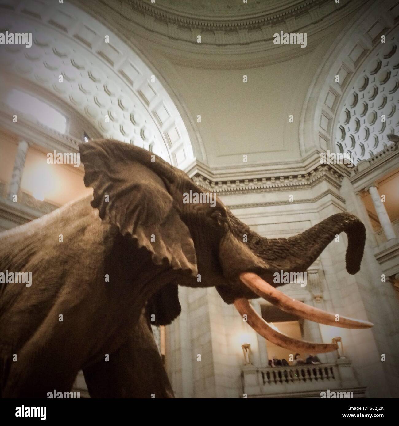 Elephant Natural History Museum Washington DC Stock Photo - Alamy