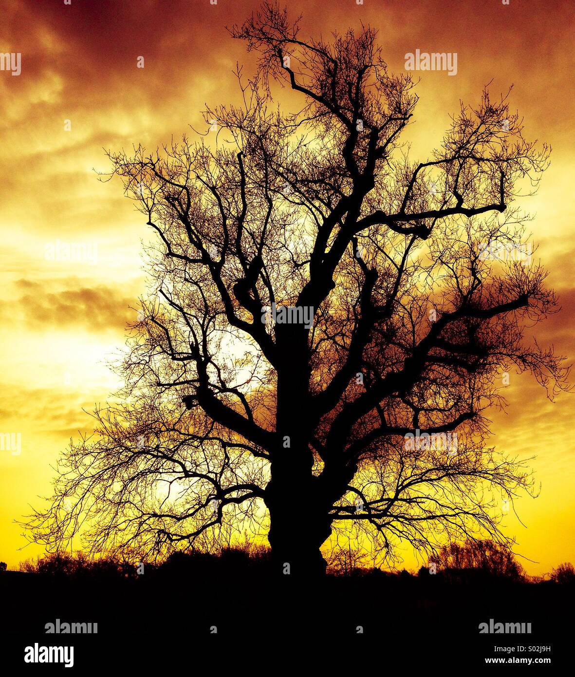 Sunrise oak tree hi-res stock photography and images - Alamy