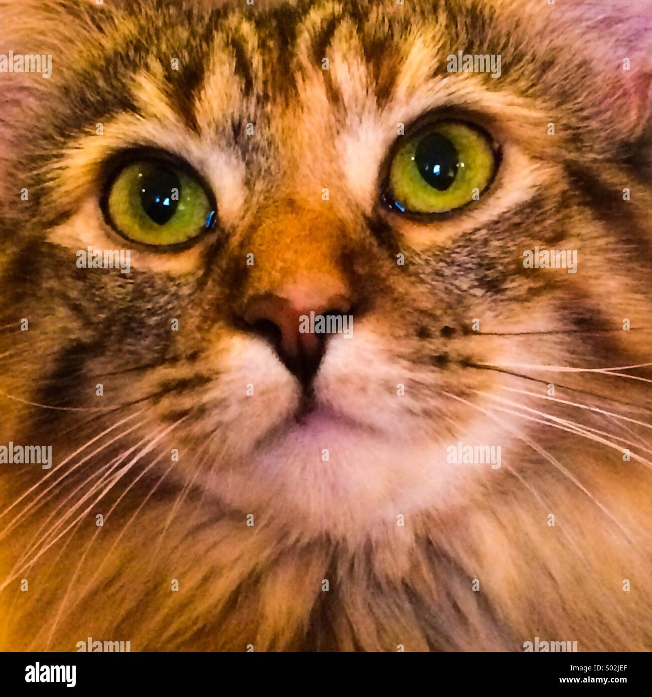 Furry cat with green eyes Stock Photo - Alamy