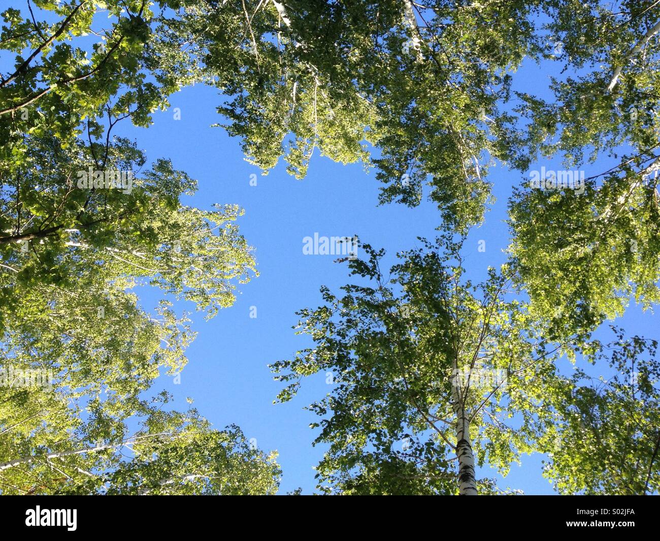 Birch tops hi-res stock photography and images - Alamy