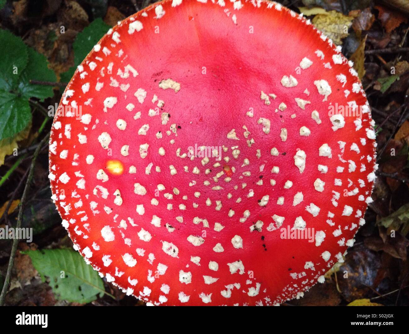 Toadstool mushroom hi-res stock photography and images - Alamy