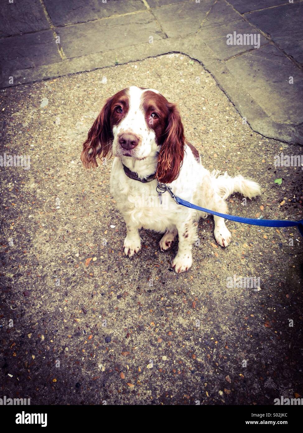 A cute spaniel looking up at the camera with sad eyes Stock Photo - Alamy