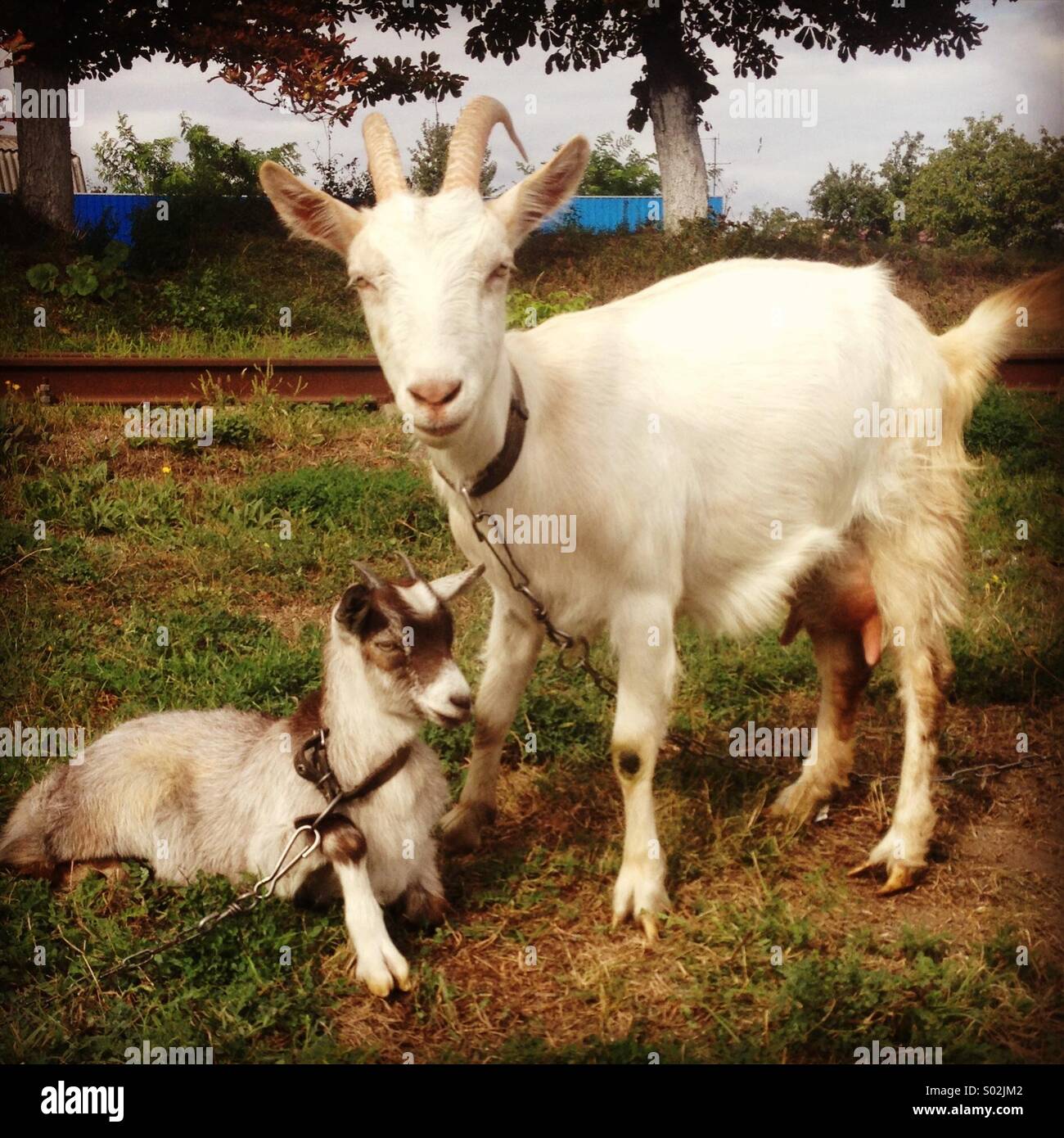 Family goats hi-res stock photography and images - Alamy