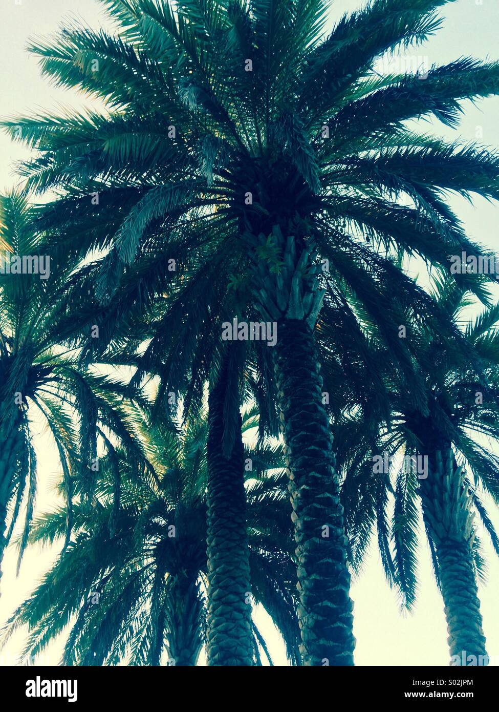 Date palm hi-res stock photography and images - Alamy