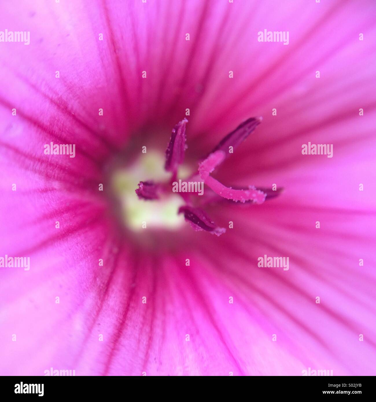 Macro of the pistils of a pink convolvulus arvensis Stock Photo - Alamy