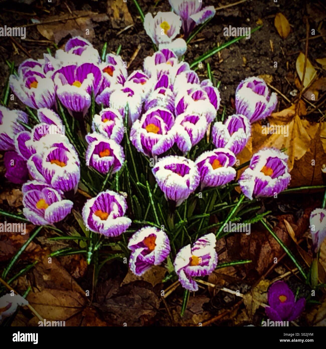 Dc spring flowers hi-res stock photography and images - Alamy