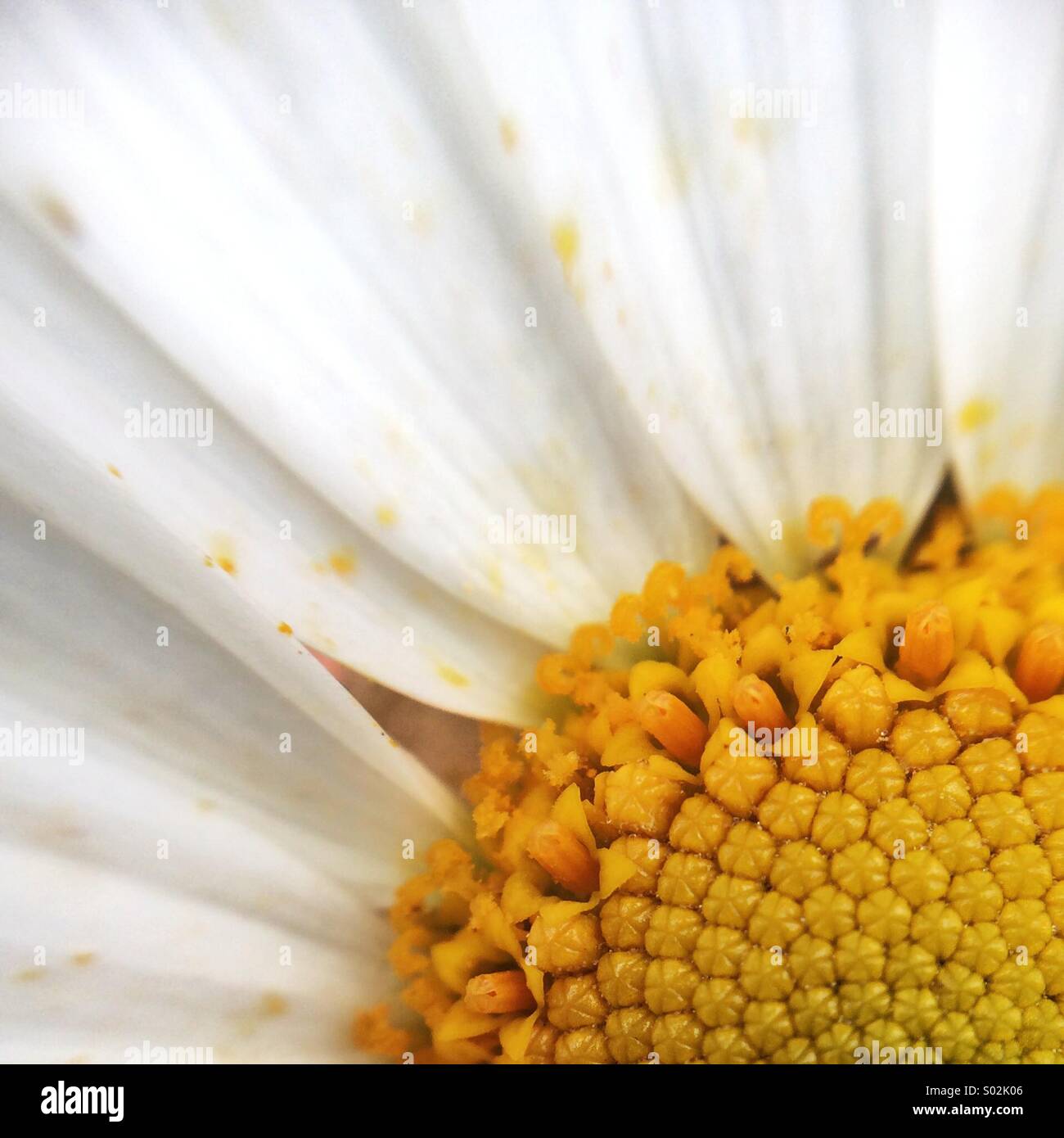 Macro of a white daisy flower Stock Photo - Alamy